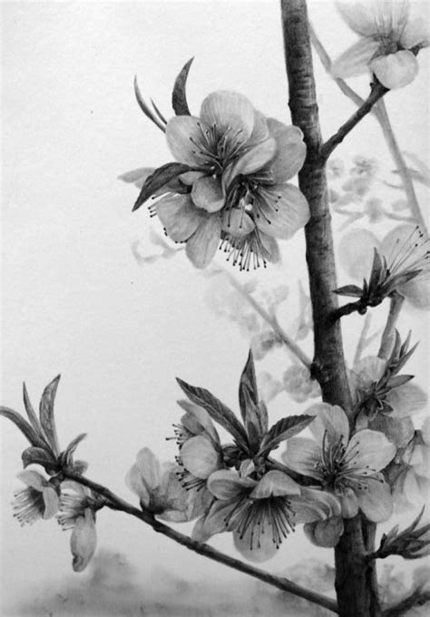 꽃그림벚꽃 연필화소묘드로잉스케치정밀묘사풍경잠실취미미술송파구화실가락동오금동방이동화실입시미술편입미술성인취미미술연필이야기김형경 네이버 블로그