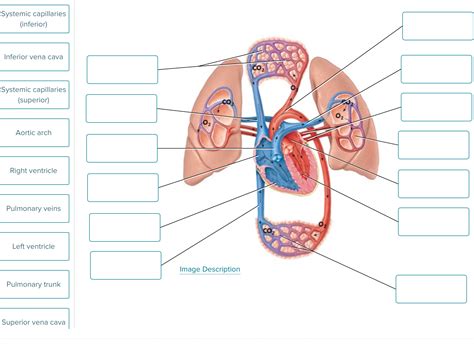 Solved Label The Structures Associated With The Pulmonary