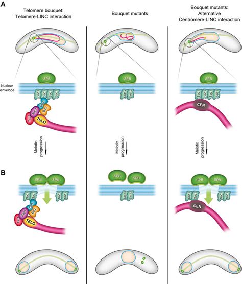 Frontiers Beyond Tradition Exploring The Non Canonical Functions Of Telomeres In Meiosis