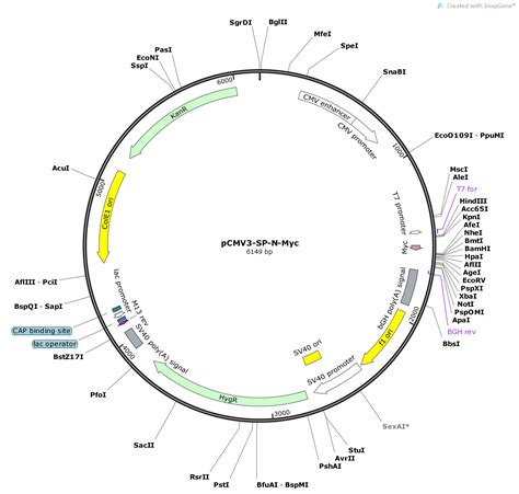 Vector Backbone Pcmv3 Sp N Myc