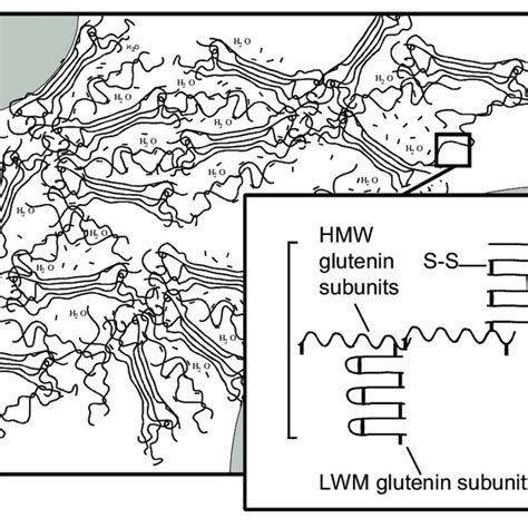 A Summary Of The Fringed Micelle Model As It Could Relate To Dough Download Scientific