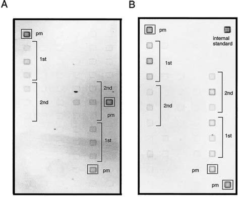 Optimization Of Single Base Pair Mismatch Discrimination In Oligonucleotide Microarrays Pmc