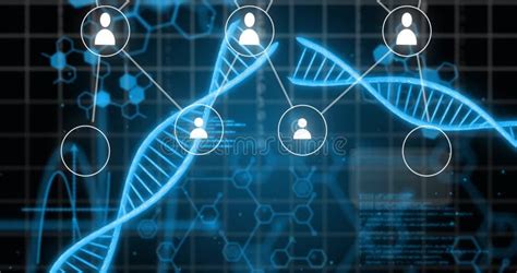 Image Of People Icons Connections And Data Processing Over Dna Stands