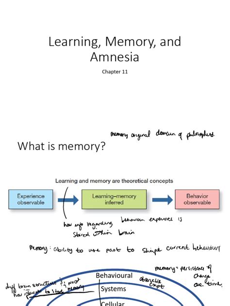 Learning Memory And Amnesia Part 1 Pdf Amnesia Memory