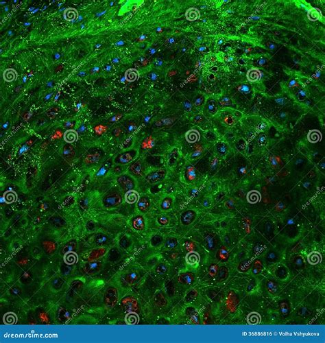 Fluorescence Microscopy Instrument Principle And Structure Outline Diagram Vector Illustration