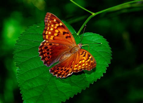 Butterfly Evolution Photos Download The Best Free Butterfly Evolution