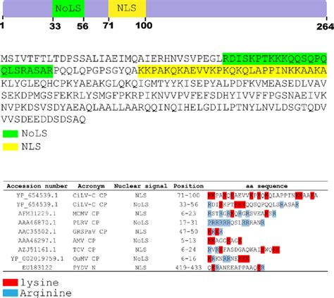 Melon Lysine Arginine Ratio At Peter French Blog