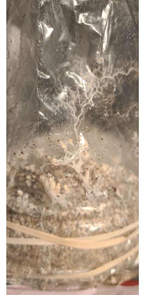 [general] is there anything wrong here r mushroomgrowers