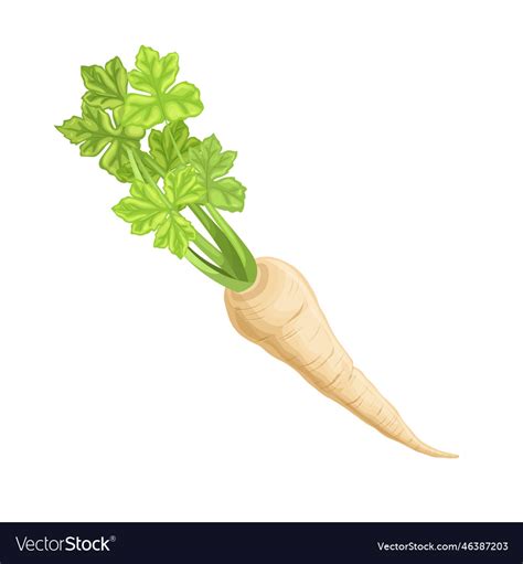 Parsnip Root Food Cartoon Royalty Free Vector Image Parsnip Root Food Cartoon Royalty Free Vector Image