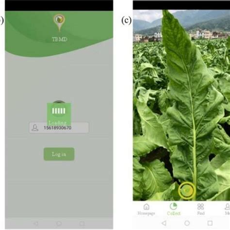 The Tobacco Leaf Maturity Discrimination System Applied On Smart Mobile