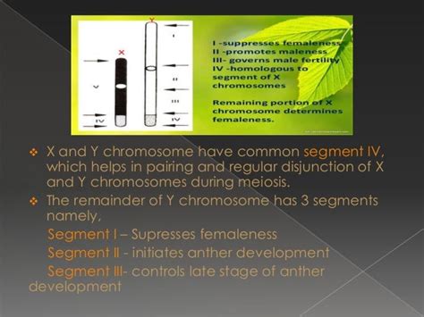 Xx Xy Sex Determination In Plants
