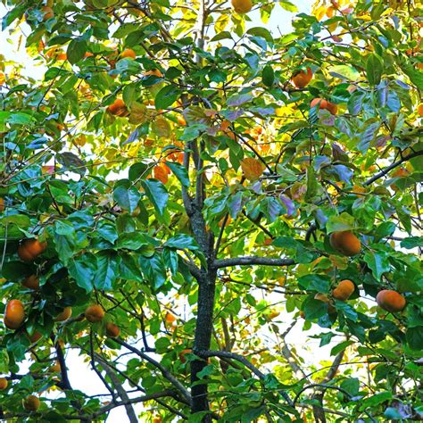 Fuyu Persimmon Tree Sweet Non Astringent Fruit Easy To Grow