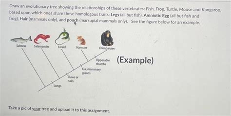 Solved Draw An Evolutionary Tree Showing The Relationships Chegg Com
