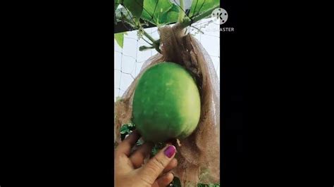 ছাদ বাগানে চালকুমড়ো একদম জৈব ভাবে ফলছে😮 Shorts Youtube