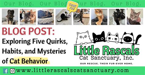 Exploring Five Quirks Habits And Mysteries Of Cat Behavior