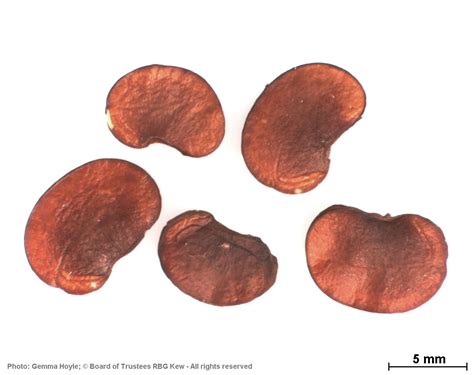 Dalbergia Melanoxylon Guill And Perr Plants Of The World Online Kew