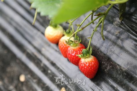 유기농 딸기 재배하는 권평식 회장