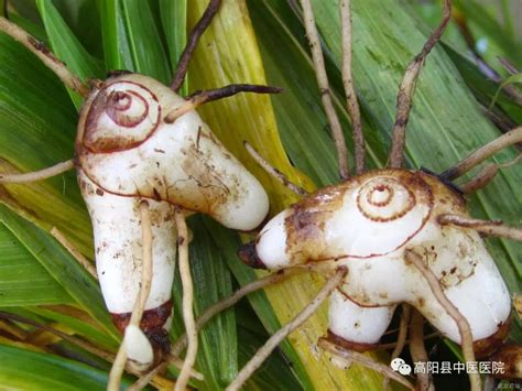 高阳县中医院每日中药白芨