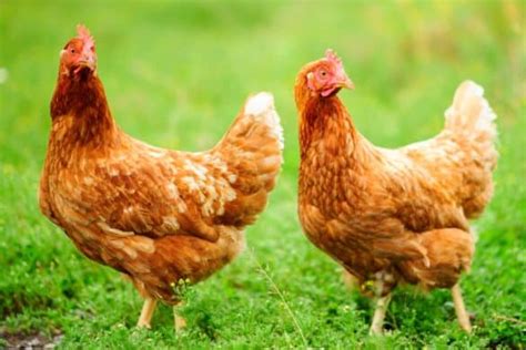 How Do Chickens Mate Chicken Mating Explained