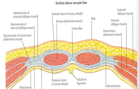 What Is The Arcuate Line