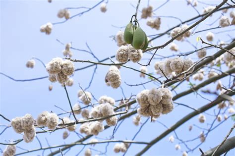 목 면화 씨 깍 지 솜 털 섬유에 의해 포위 하는 씨앗을 포함 하는 0명에 대한 스톡 사진 및 기타 이미지 0명 계절 과일 Istock