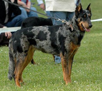 Harlequin Beauceron