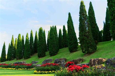 Fast Growing Sound Barrier Trees Noise Reducing Trees Gardenia