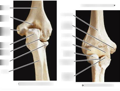 Elbow Joint Posterior And Anterior Views Diagram Quizlet