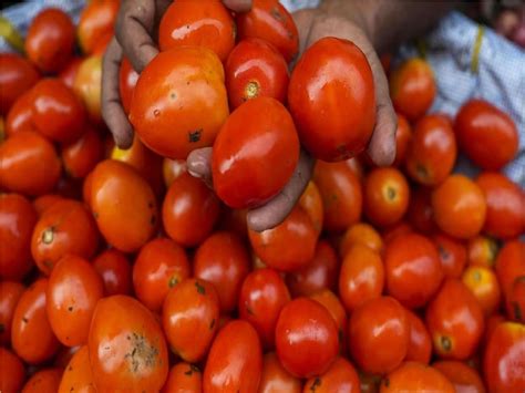 Tomato Prices Increase By Rs 30 Per Kg In Chennai Vegetable Markets