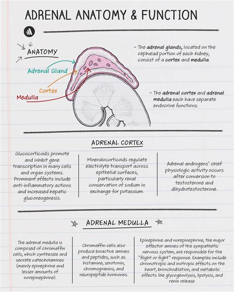 Imageanatomy And Function Adrenal Cortex And Adrenal Medulla Merck Manual Professional Edition