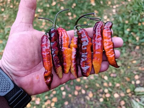 Острый перец Murupi Purple — Семена острых перцев — Семена — Каталог и ...