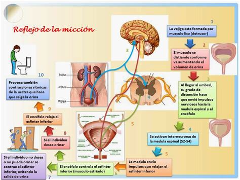 Blog De Fisiología Básica De Rogelio Eduardo Enriquez Lopez Reflejo
