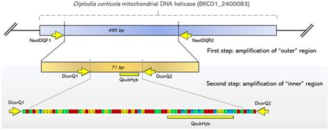 Scheme Of Nested Qpcr Protocol Designed For Detecting D Corticola Download Scientific Diagram