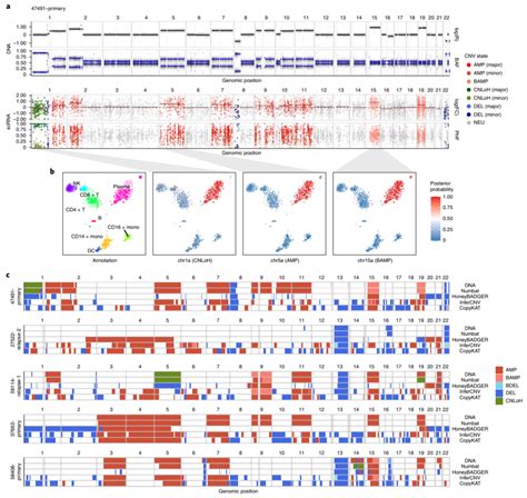 Nat Biotech 单细胞转录组体细胞拷贝数变异分析方法，可感知单倍型 知乎