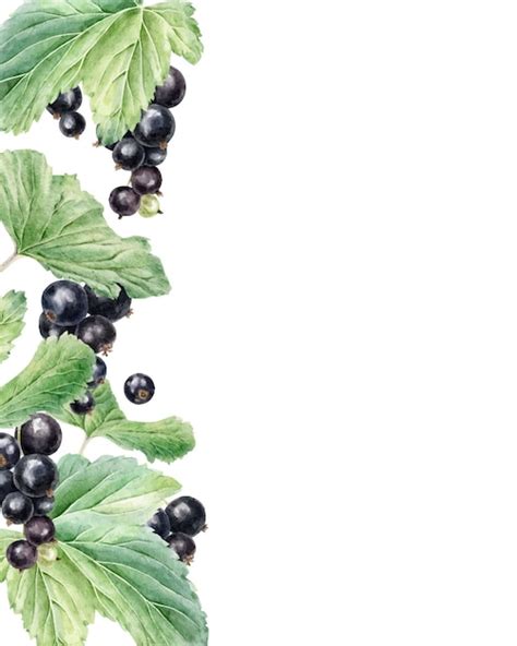 Cassis Berry Branches And Leaves Frame Template Of Garden Plant