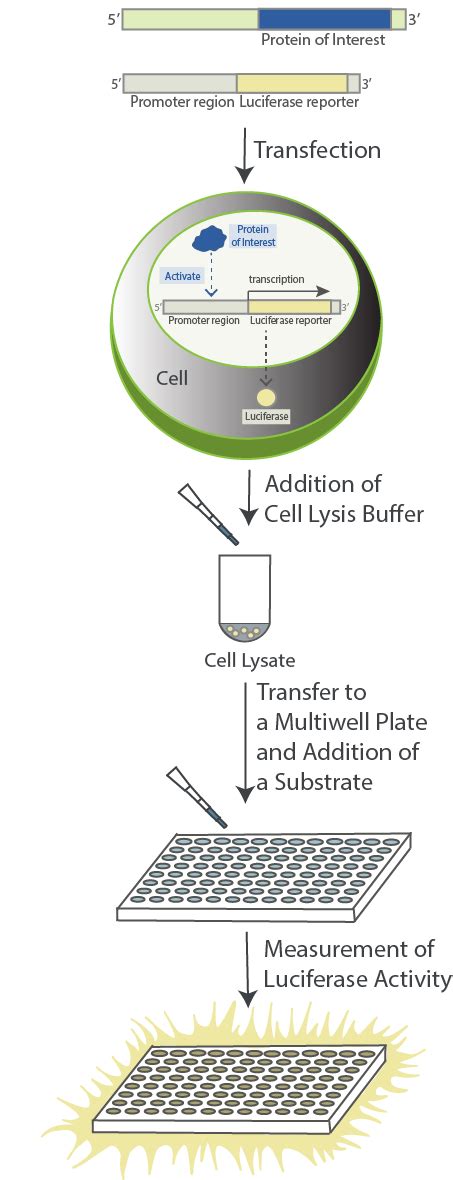A Deep Dive Into The Luciferase Assay What It Is How It Works And More Goldbio
