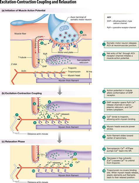 Skeletal Muscle Action Potential