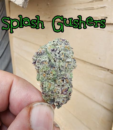 Splash Gushers Firetown Collective