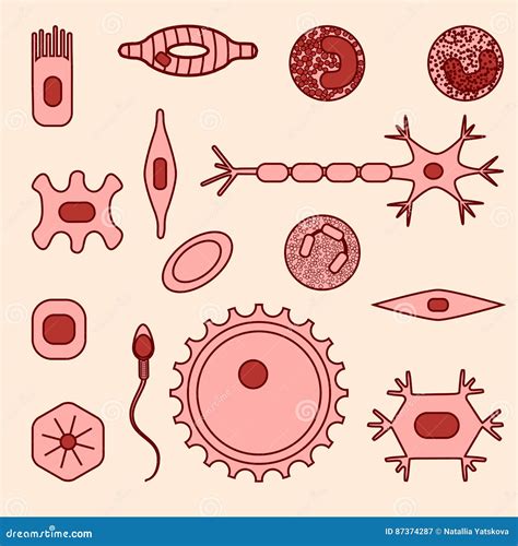 Different Human Cell Types Cartoon Vector 87374287