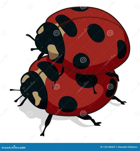 Love Making Ladybugs Couple Stock Illustrations 3 Love Making
