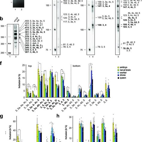 Alternative Splicing Of Elavl2 Exons 3a And 4c Is Dynamic In Mushroom