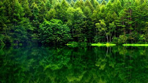 1920x1080 Forest Wallpapers 4k Hd Backgrounds On Wallpaperbat