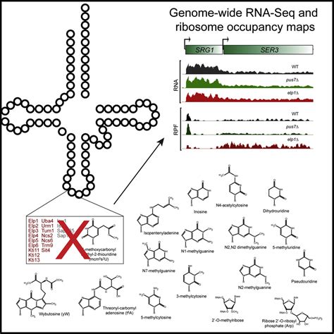 Transcriptome Wide Analysis Of Roles For Trna Modifications In