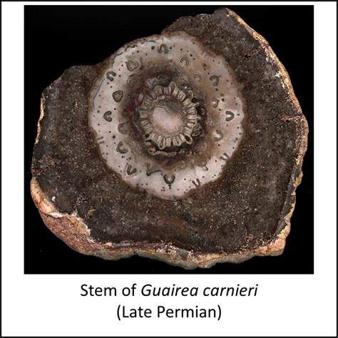 Royal Fern Stem Group