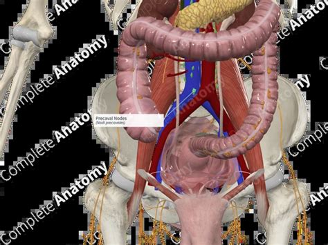 Precaval Nodes Complete Anatomy