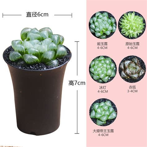 翡翠湾花卉市场 安吉花木市场在哪里 青州花卉批发市场 大山谷图库