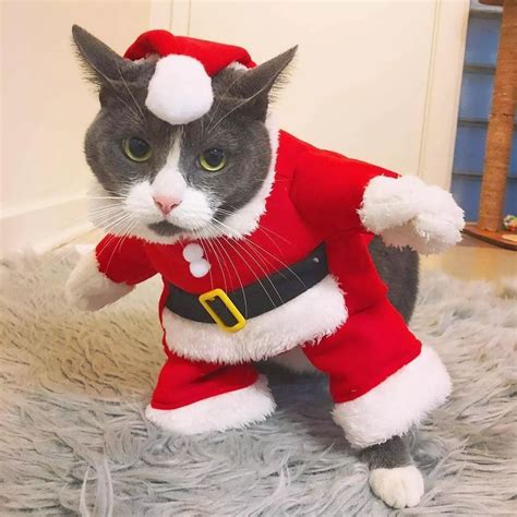 穿衣服的猫咪头像 猫咪头像 大山谷图库