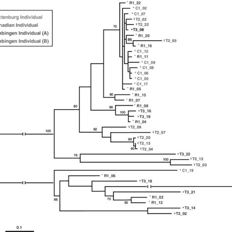maximum likelihood tree log likelihood x5569 84232 inferred with