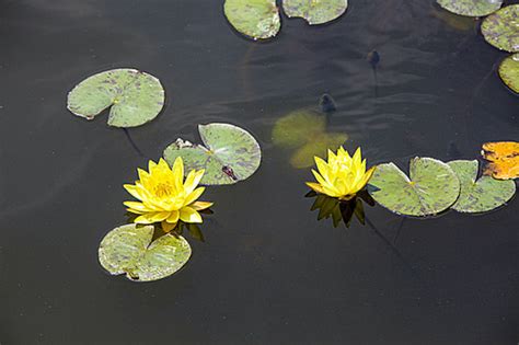 아름다운 노란연꽃 유토이미지 상세페이지 베이직샵 사진 21082673