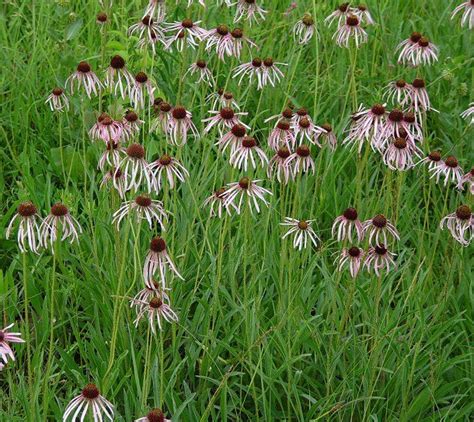 Best Nebraska Wildflowers Images On Pinterest Nebraska Perennial Grasses And Perennials